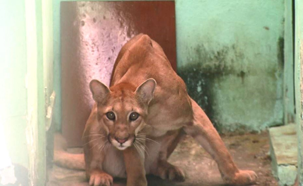 Saiba o que fazer quando encontrar um animal silvestre perdido ou ...