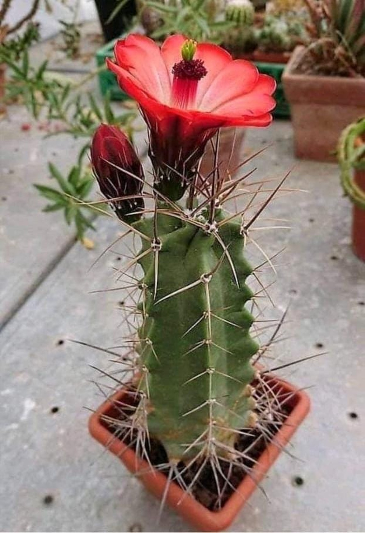 Paisagista da PB dá dicas de cuidados para cultivar plantas em casas e ...