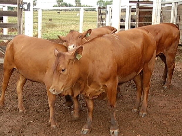 G1 - Criação da raça senepol cresce a cada ano no noroeste paulista ...