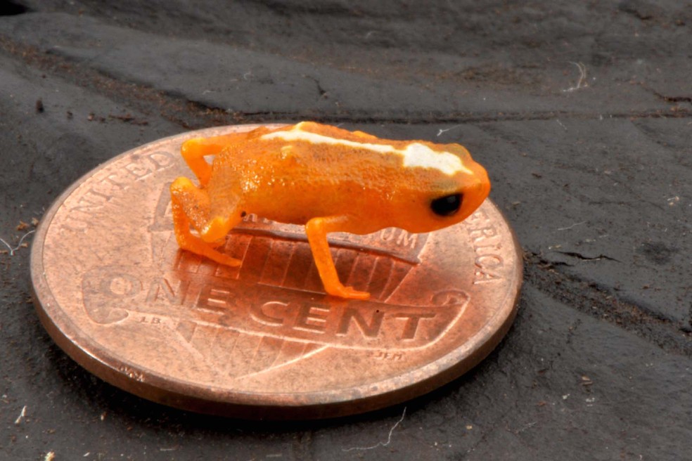 Sapinho de 12 milímetros foi descoberto na Mata Atlântica | Terra da ...