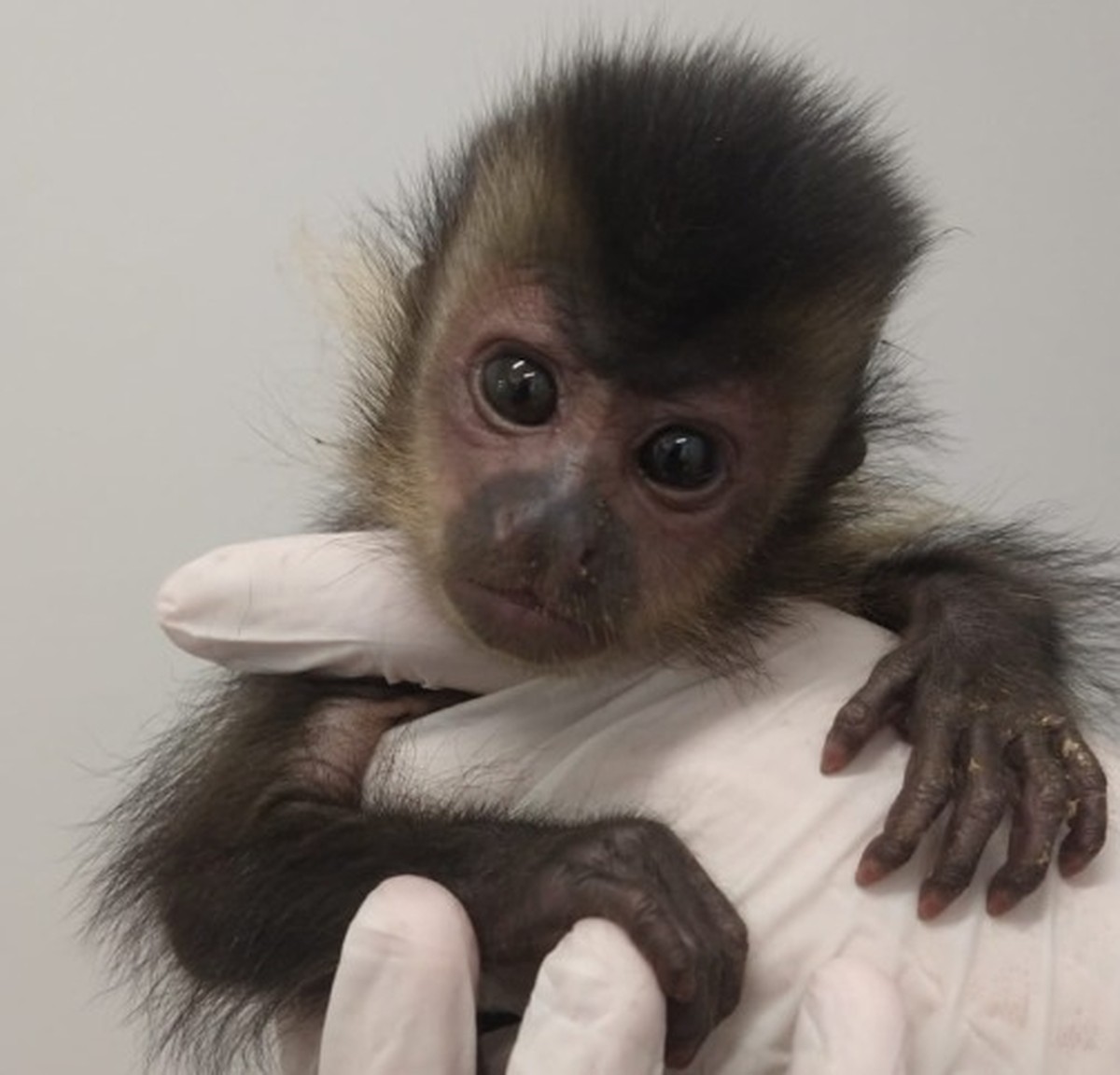 FOTOS: Filhote de macaco-prego é resgatado em SC; 'Se soltou das costas ...