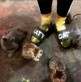 GALERIA I ♥ Cats: Conheça gatinhos dos famosos