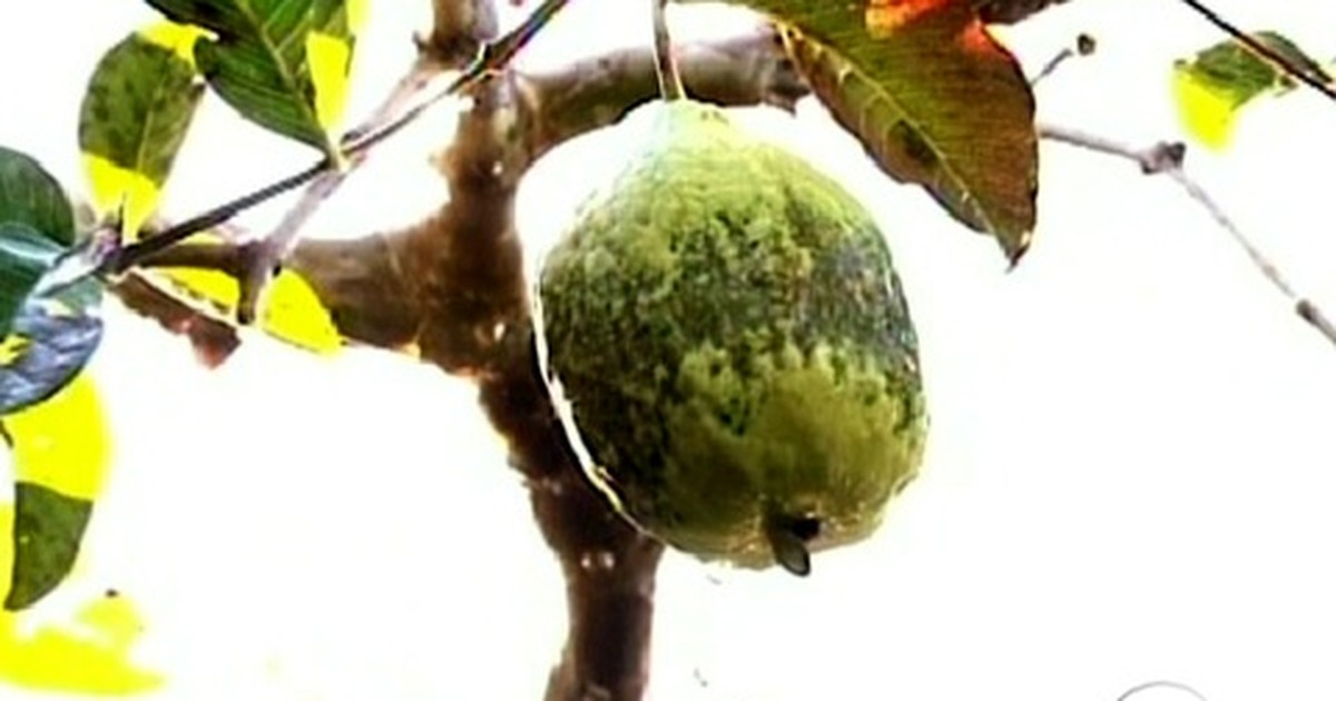 G1 - Pesquisador descobre forma de controlar o anelamento da goiaba ...