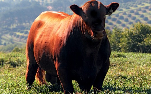 Marfrig anuncia ampliação de abate de gado angus - Revista Globo Rural ...