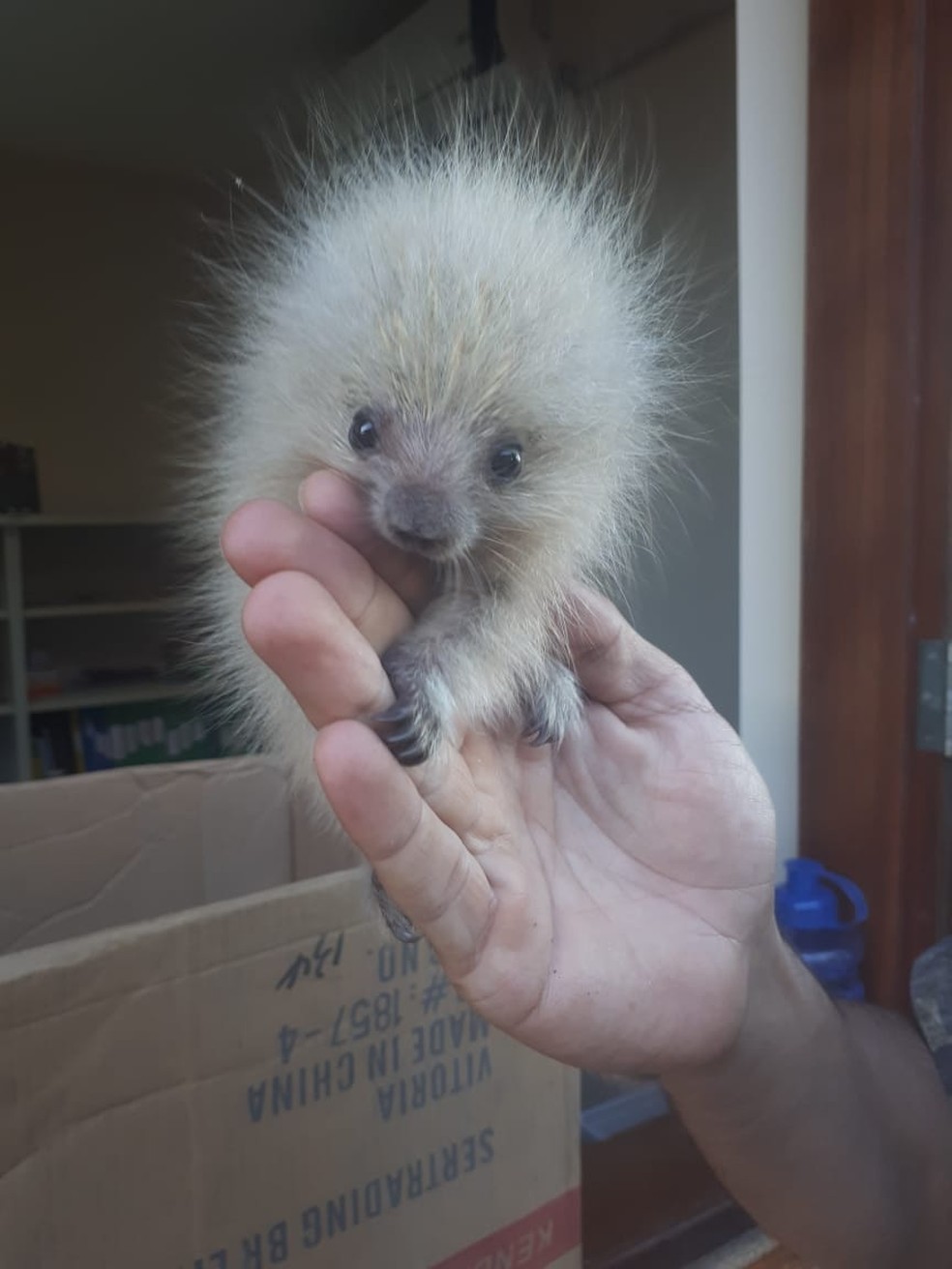 Filhote de ouriço-cacheiro posa para foto após sofrer queda e ser ...