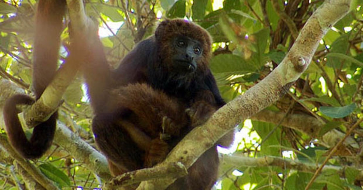 G1 - Bugio-ruivo - notícias em Fauna