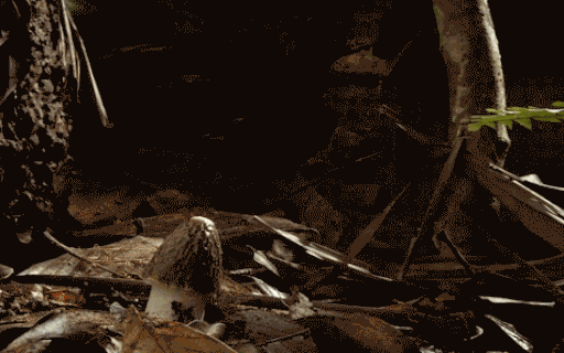 9 gifs em timelapse que mostram cogumelos crescendo de forma ...