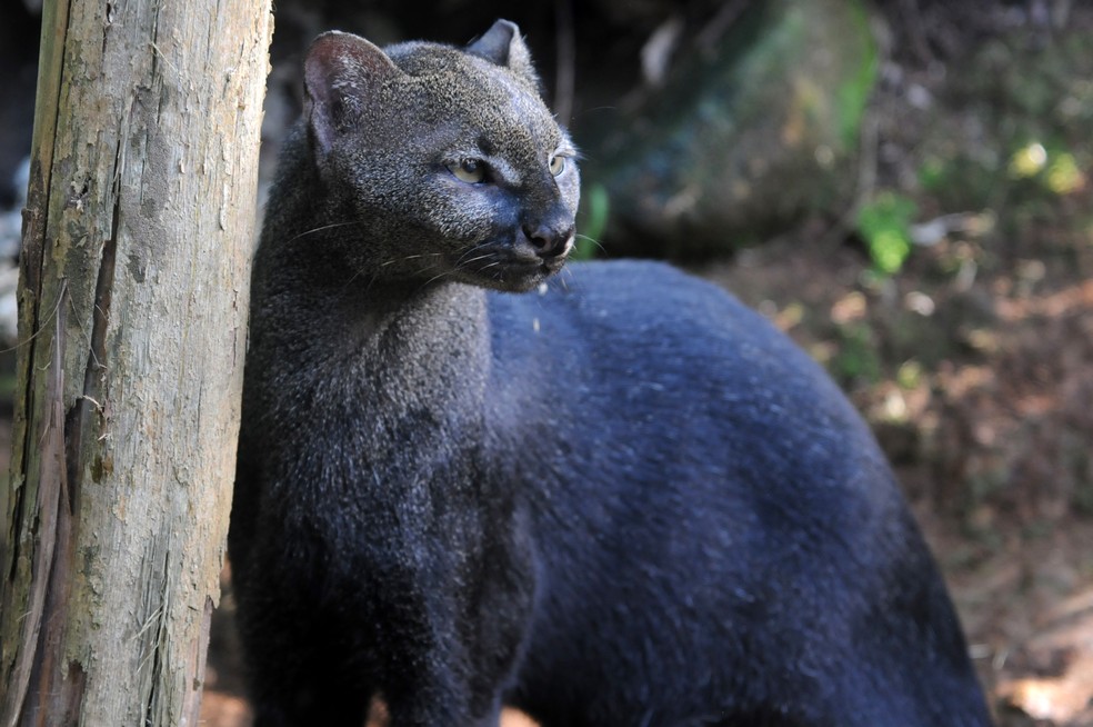 Zoológico de Gramado recebe duas fêmeas de gato-mourisco, espécie em ...