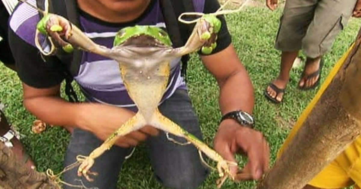 Fantástico - Vacina do sapo é usada como remédio, mas pode até matar