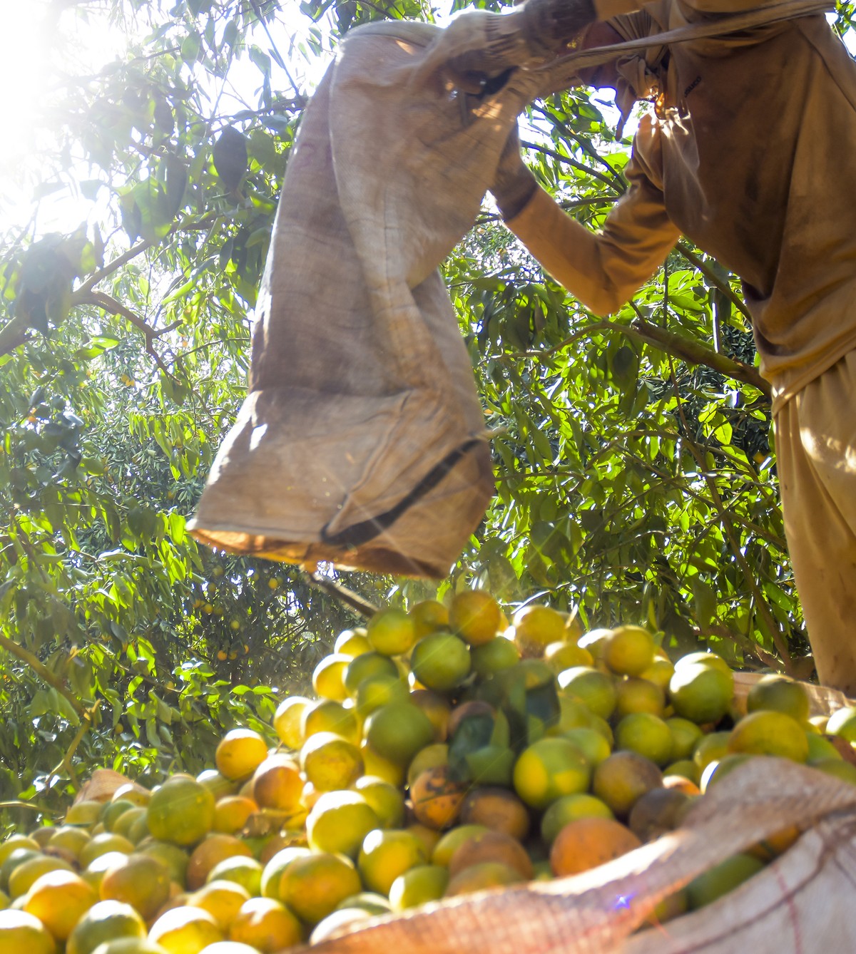 LDC amplia capacidade de produção de suco de laranja em Matão (SP ...