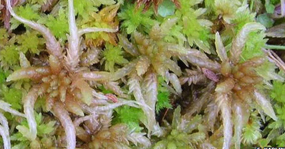 G1 - Ancestral único de musgo colonizou noroeste da América do Norte ...