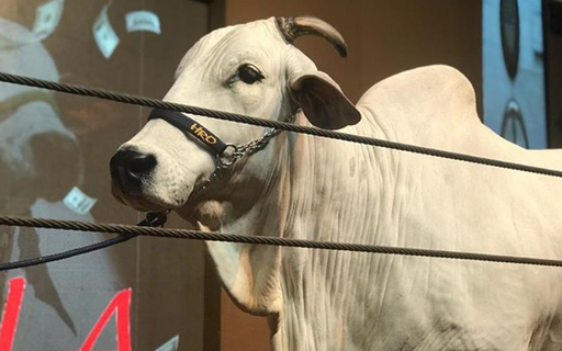 Vaca nelore é vendida por R$ 2 milhões em feira de Avaré (SP) - Revista ...