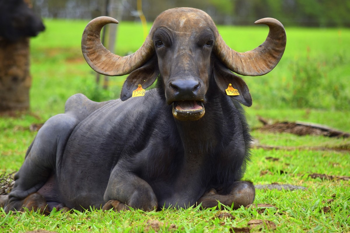 FOTOS: veja como estão as búfalas de Brotas 1 ano após resgate de maus ...