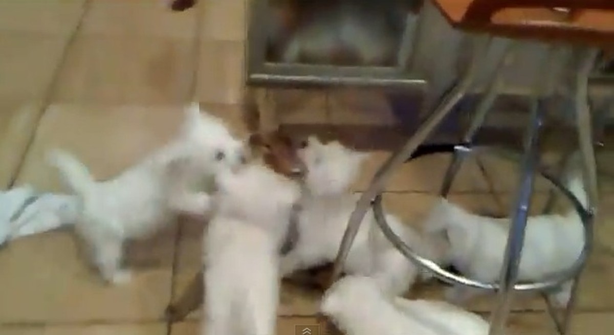 Vídeo da web bomba com gato sendo ‘atacado’ por filhotes de cachorro ...