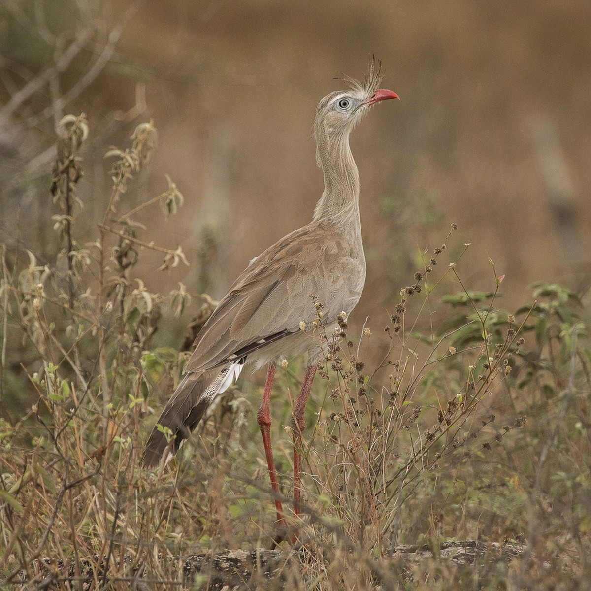 Seriema: uma máquina do tempo | Terra da Gente | G1