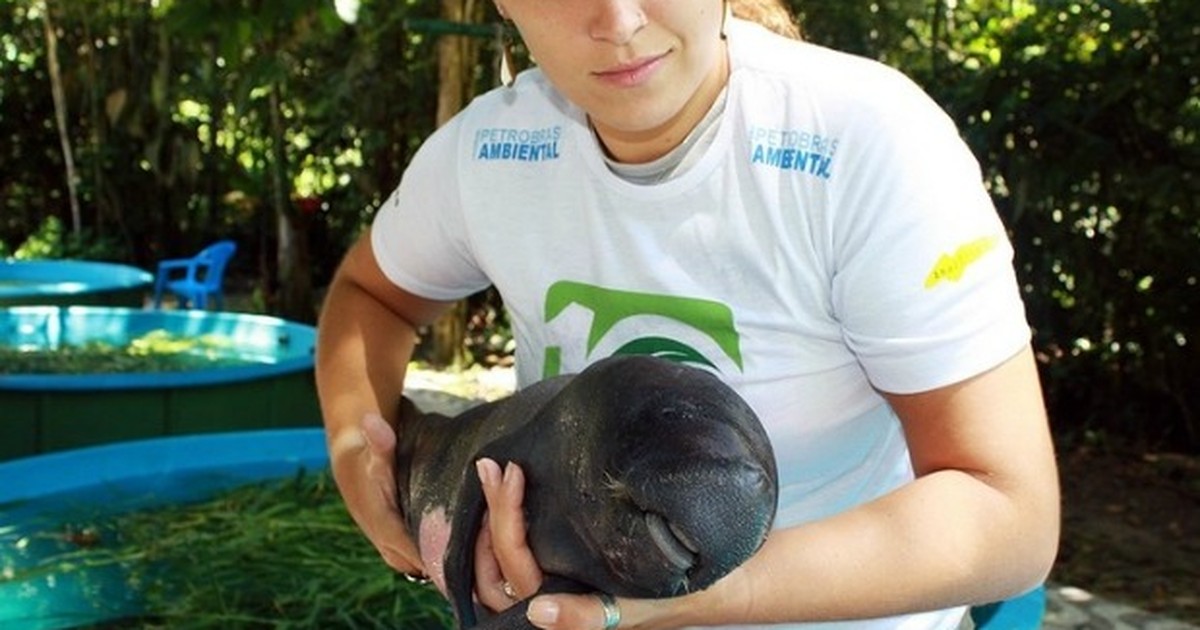 G1 - Inpa recebe filhote de peixe-boi abaixo do peso resgatado no AM ...