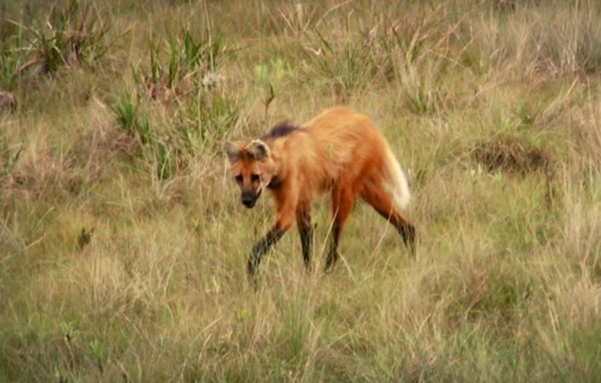 Lobo-guará é espécie inofensiva e desmistifica história do “lobo-mau ...