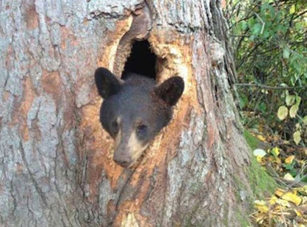 G1 - Ursos são salvos após ficarem presos em buraco de árvore nos EUA ...