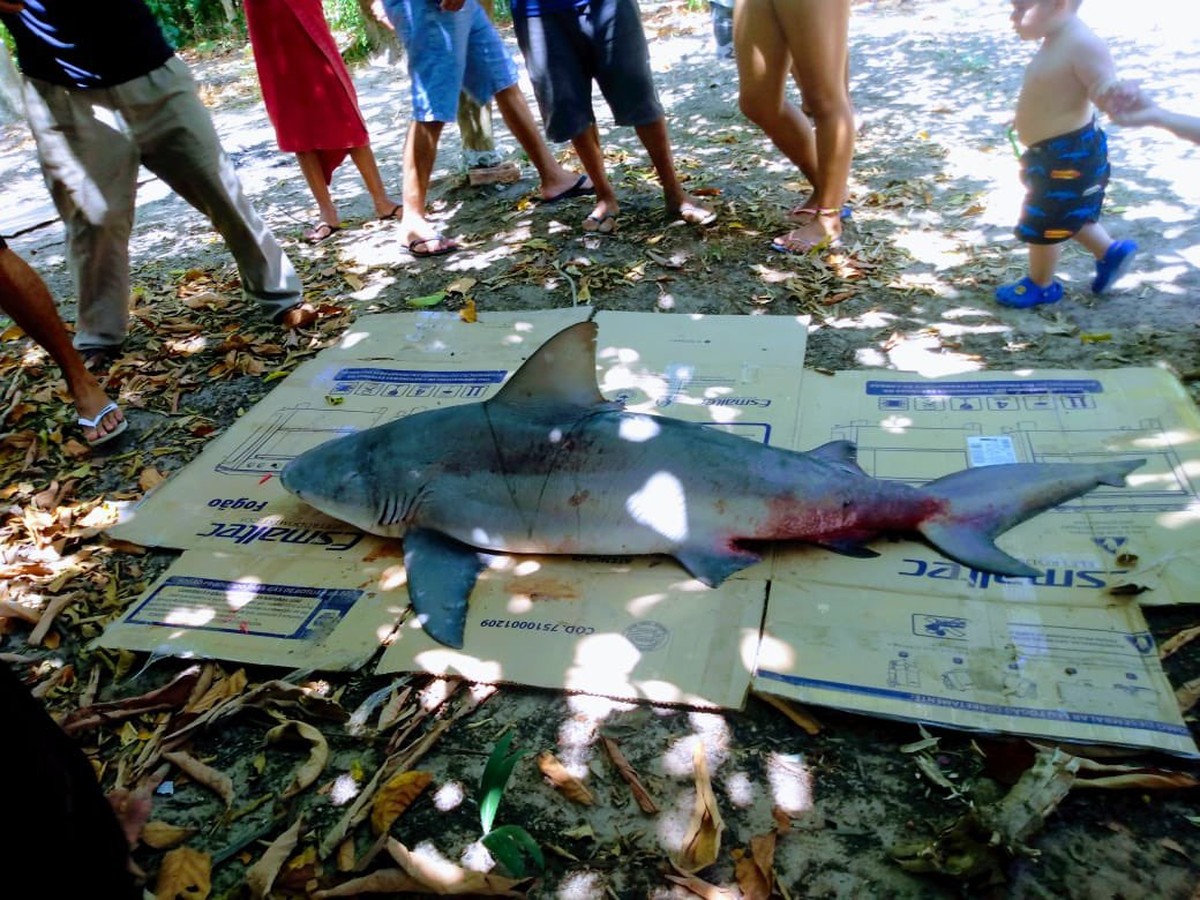 Tubarão azul de 4 metros é capturado na praia de Fortalezinha, nordeste ...