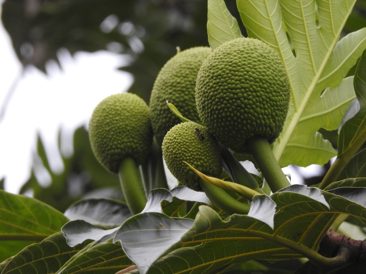 Fruta-pão é considerada um superalimento originário da Ásia | Terra da ...
