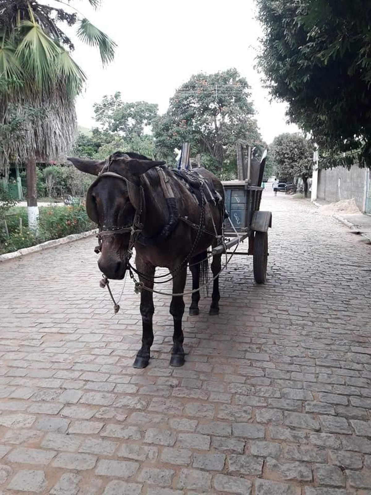 Burro é aposentado após anos trabalhando para a Prefeitura de ...