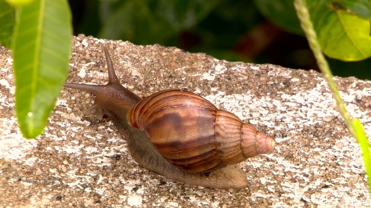 Caramujos voltam a infestar a orla da Praia da Costa após chuvas ...