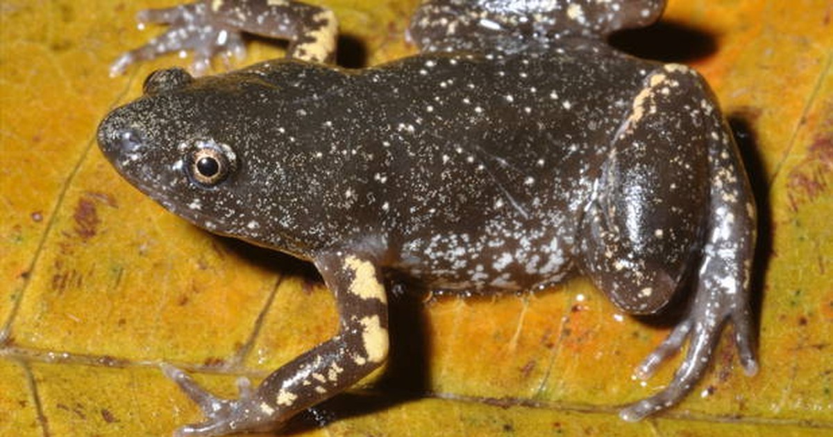 G1 - Pesquisadores identificam novas espécies de sapo na Amazônia ...