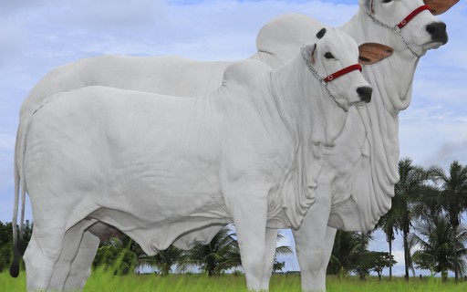 Conheça Ruivinha, a primeira vaca entre 200 mil a ter nota máxima em ...