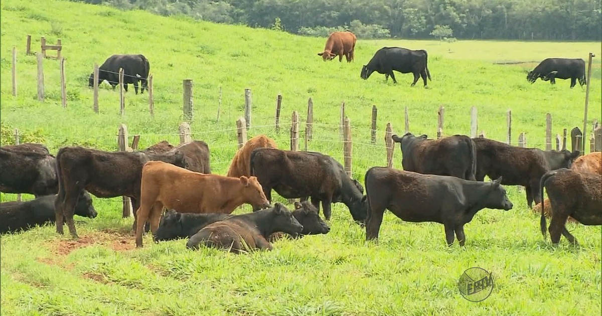 G1 - Pesquisadores da Ufla incentivam pecuaristas a criar gado angus ...