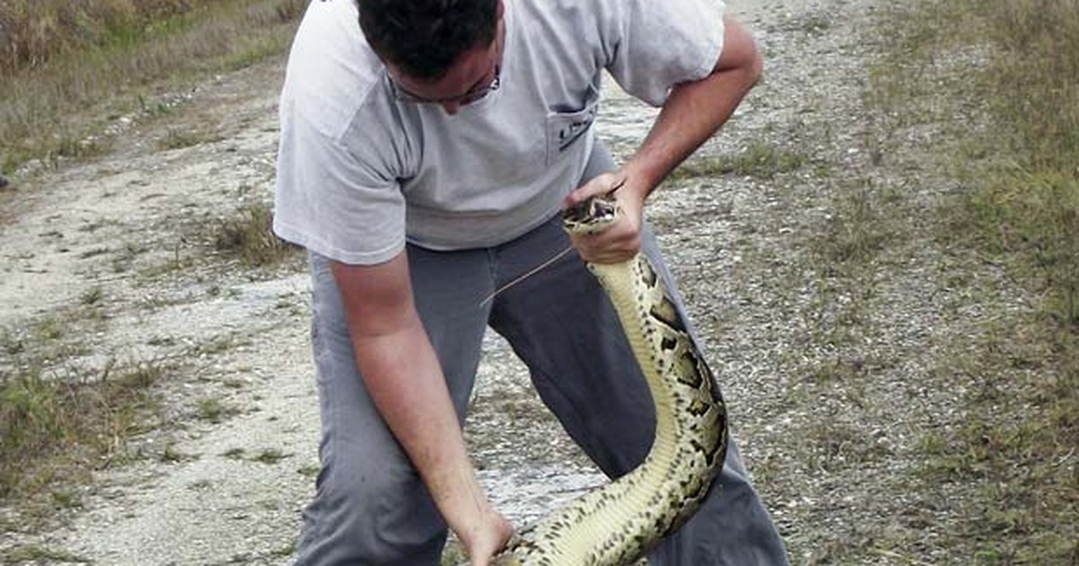 Natureza - Cobra píton de mais de 4 metros é capturada nos Estados Unidos
