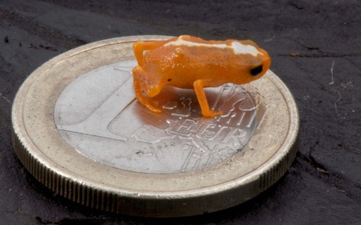 Nova espécie de mini sapo é descoberta em Santa Catarina - Revista ...