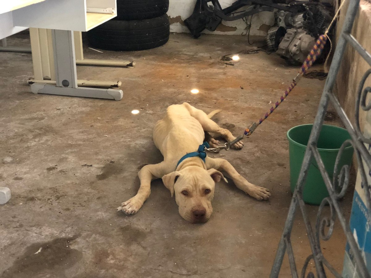 Polícia Civil resgata quatro animais e prende homem em flagrante por ...