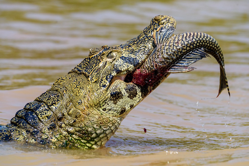 ‘Reunião de jacarés’: flagrante raro é premiado em concurso ...