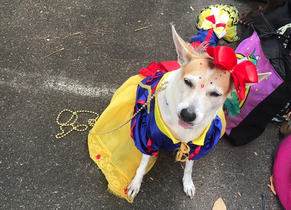 Carnaval pet em Salvador tem fanfarra e concurso de fantasia; cão ...