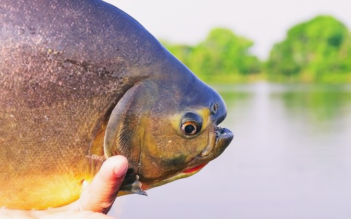 Como criar pacu - Revista Globo Rural | Como criar