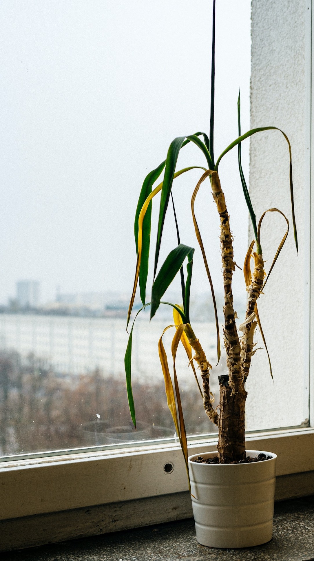 Como reanimar planta que está morrendo