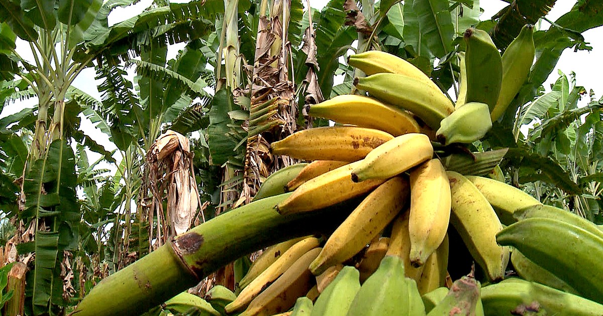 G1 - Prefeitura oferece cursos para produtores de banana em Viana, ES ...