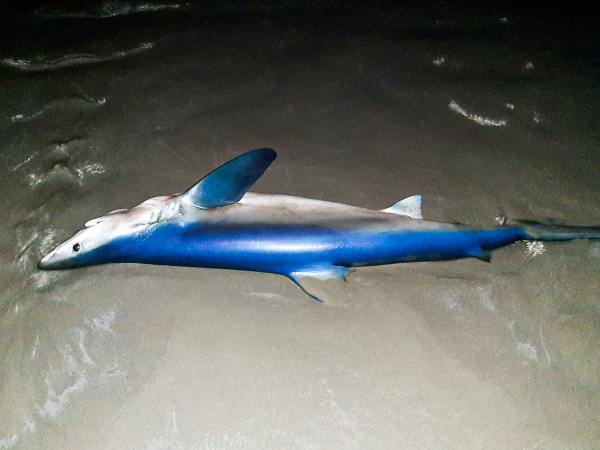 Tubarão-azul de mais de 2 metros com 80 filhotes é encontrado morto em ...