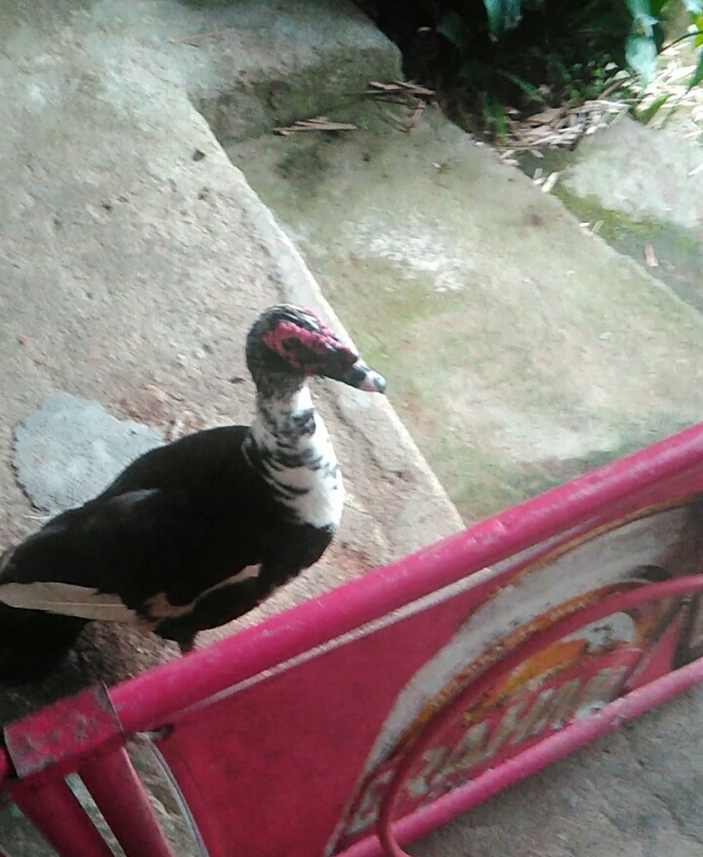 Pato de estimação desaparece e preocupa família em Santos, SP | Santos ...