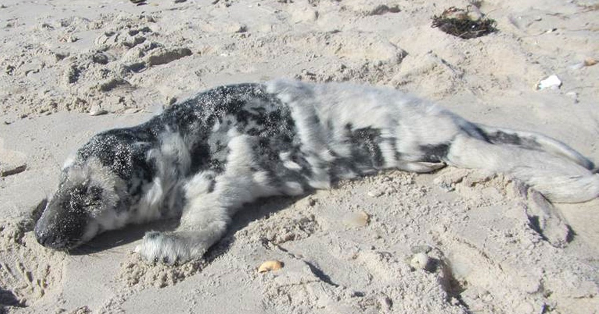 Natureza - Filhote de foca é resgatado em praia de Nova York