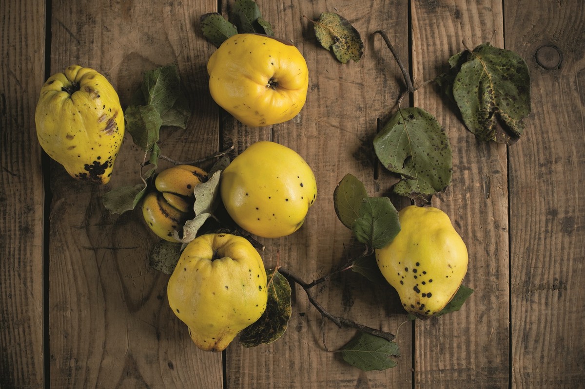 Marmelo chegou ao Brasil com os portugueses. Saiba como plantar | Como ...