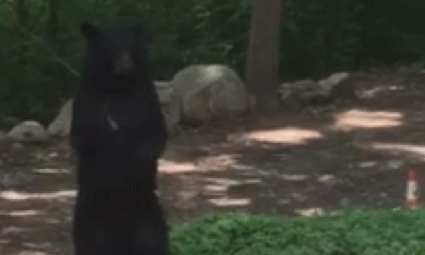 G1 - Urso 'bípede' reaparece nos EUA - notícias em Planeta Bizarro