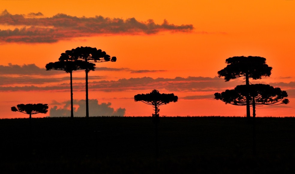 Colheita e venda de pinhão já estão liberadas no Paraná – Araucária no Ar
