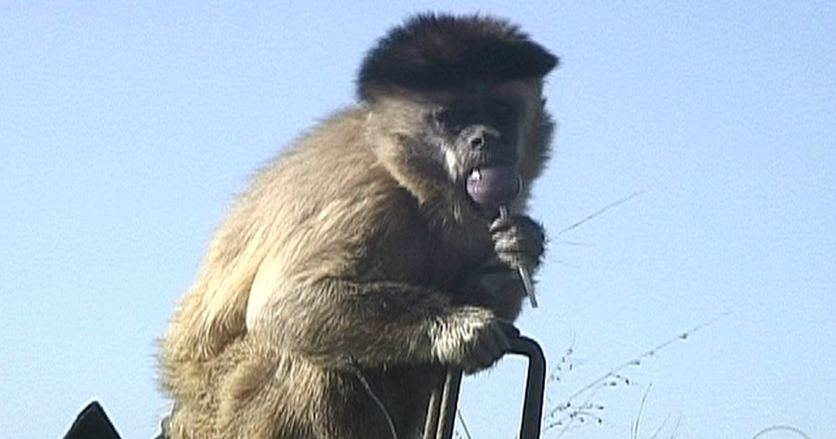 G1 - Macaco chupa pirulito e jacarés vivem em rio da Baixada Fluminense ...