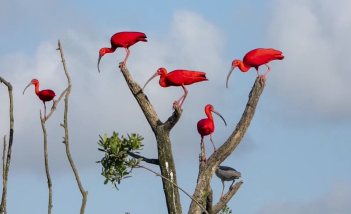 Pássaro Guará deu origem ao nome para cidade de Guaratuba; conheça a ...