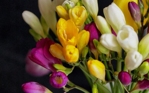 Frésia: como plantar a flor perfumada e conheça suas características ...