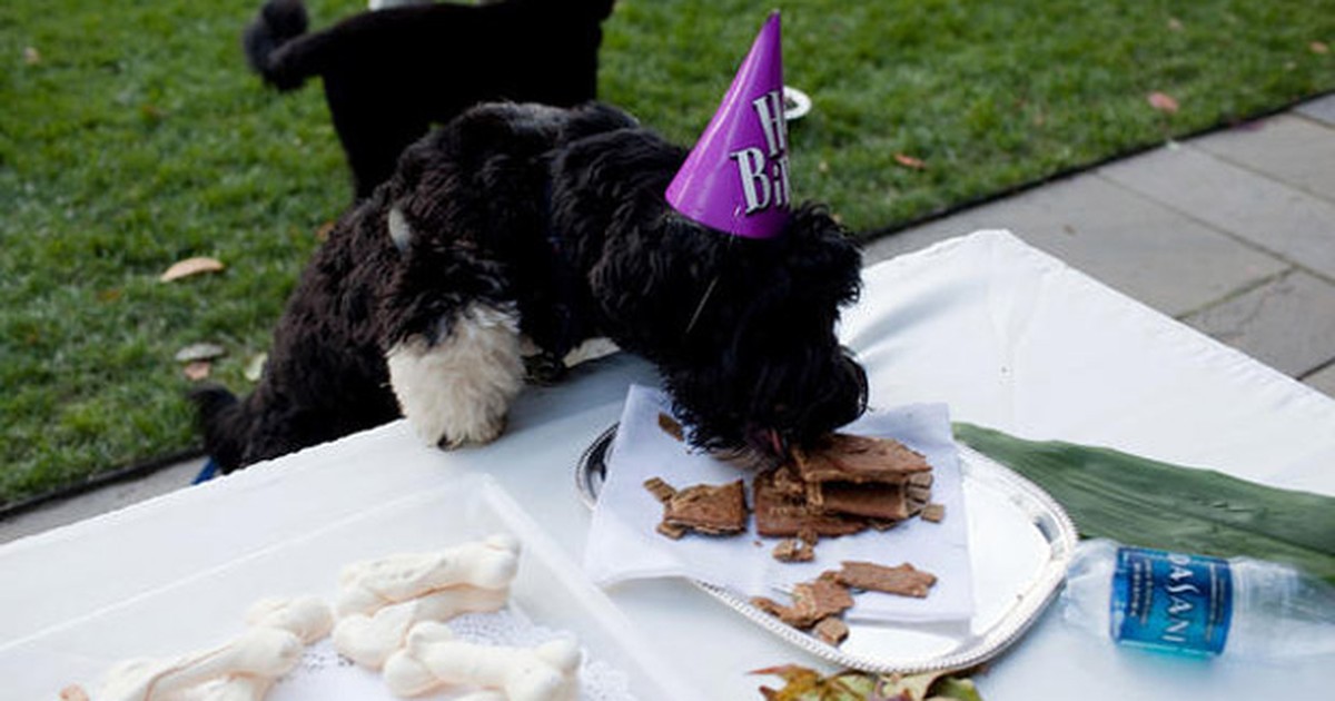 G1 - Bo, o cachorro da família Obama, completa 4 anos - notícias em Mundo