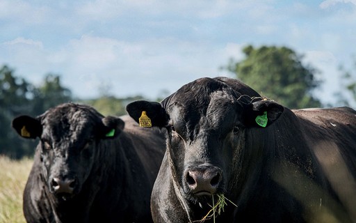 Angus se destaca na produção de carne certificada no Brasil - Revista ...
