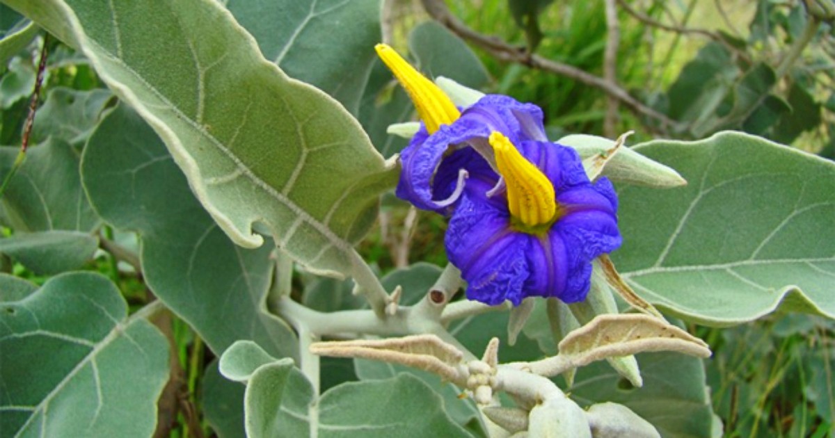 G1 - Lobeira - notícias em Flora