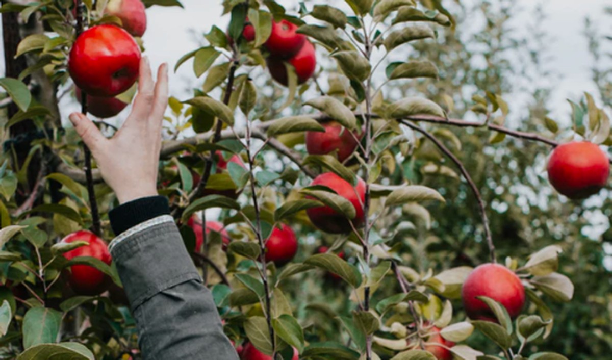 Por que a maçã não pode ter sido 'o fruto proibido de Adão e Eva ...